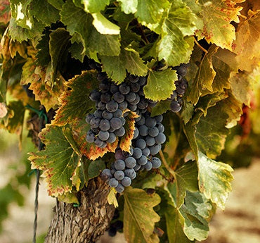 VINI BIODINAMICI – The Winesider