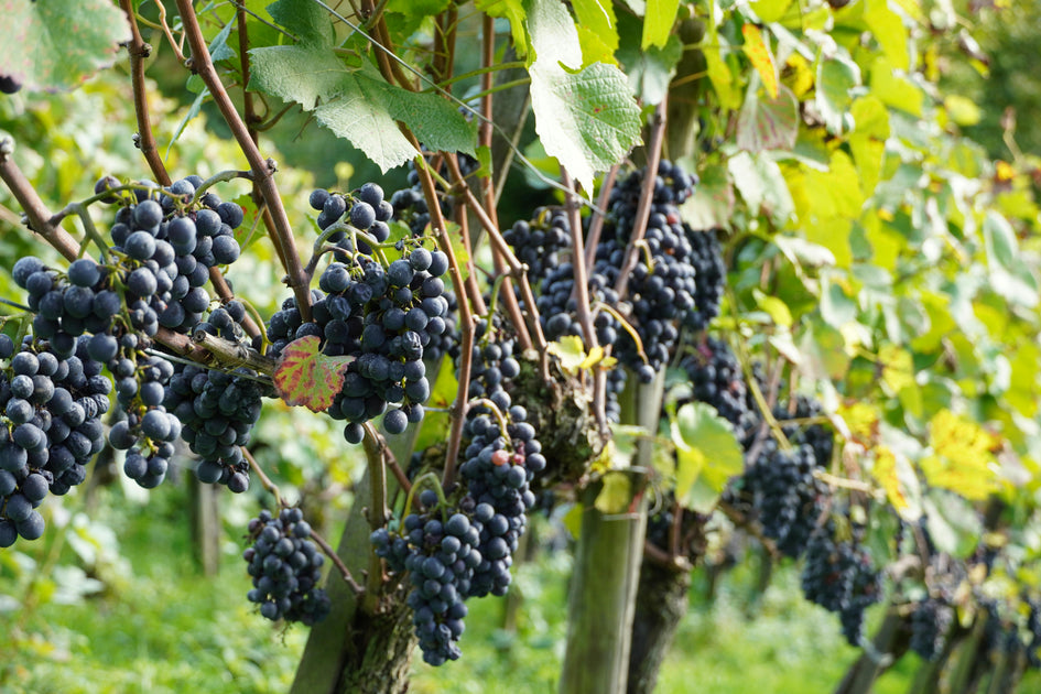 Vino Piemonte – The Winesider